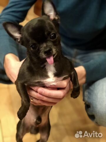 Чихуахуа мини