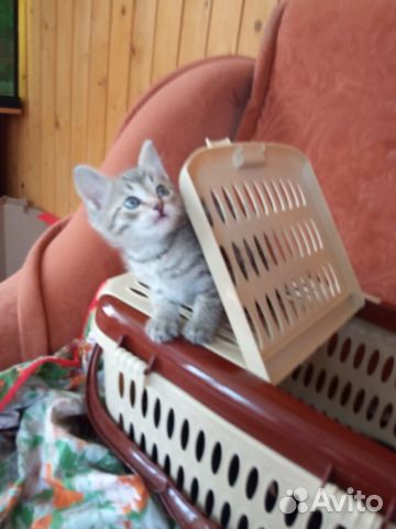 Котенка бросили в колодец