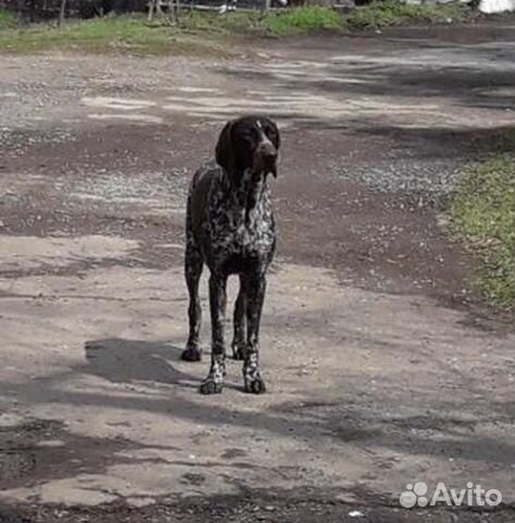 Батайск. Найден курцхаар