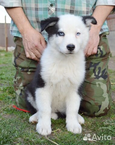 Девочка якутской лайки