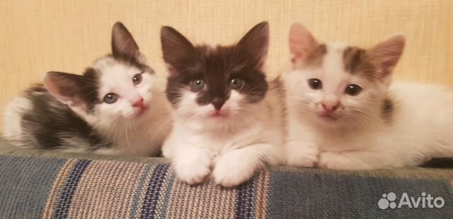 Котята 1,5мес. домашние, ласковые,здоровы