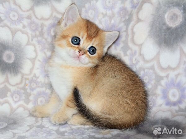 Золотистый тикированный котик