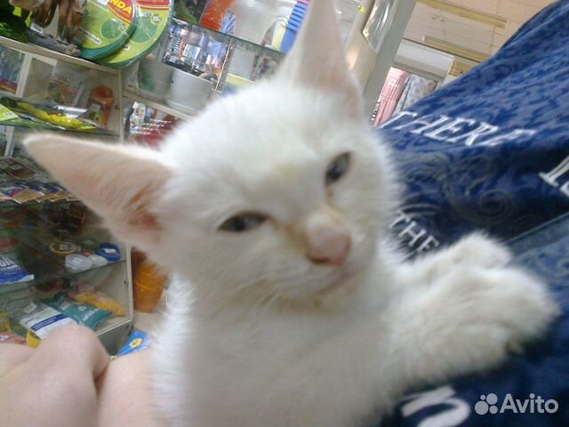 Крохотный сиамчик ищет дом