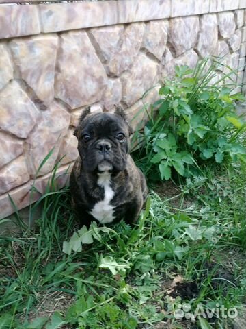 Щенки шорти булл