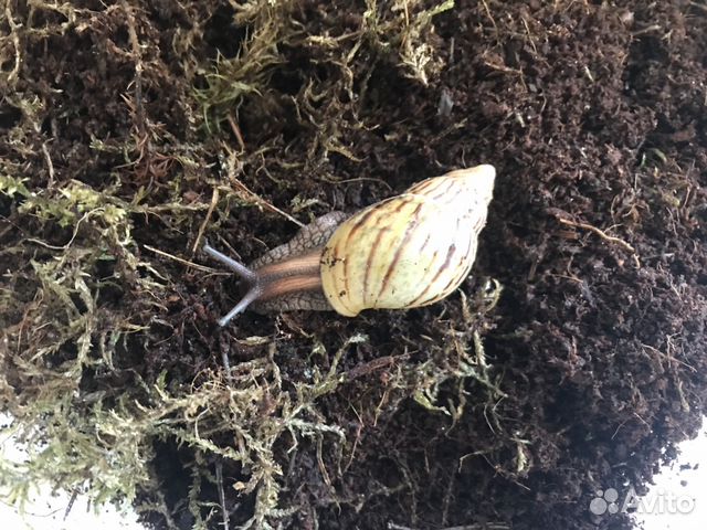 Улитка ахатина Кравени