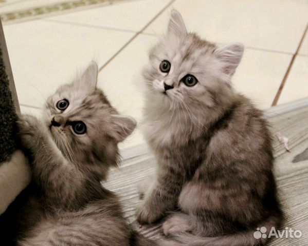 Серебристые милашки