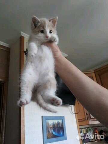 Котик в добрые руки