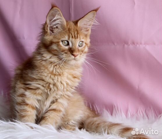 Красивый тигренок