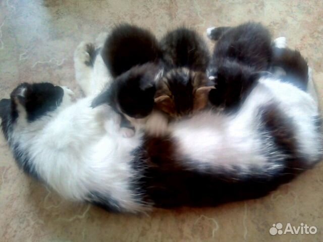 Красивые котята в добрые руки