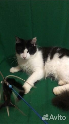 Продаются котята Мейн Кун