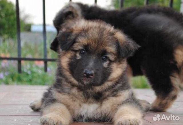 Собаки,щенки, сука,кобель,собака, щенок в вольерах