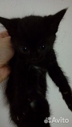 Котята