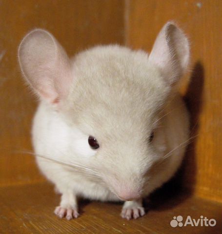 Шиншилленок, мальчик, гомобежевая пастель