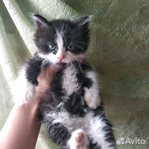 Котенок пушистик
