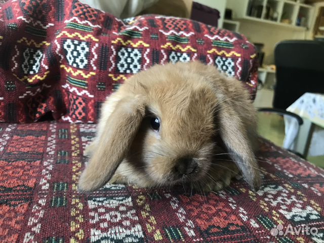 Вислоухие барашки крольчата