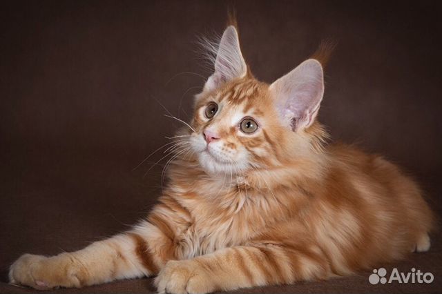 Котёнок мейн-кун