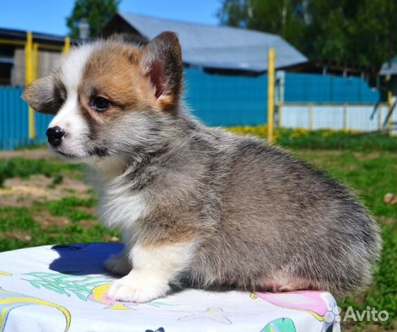 Вельш корги