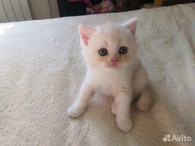Шотландский котик