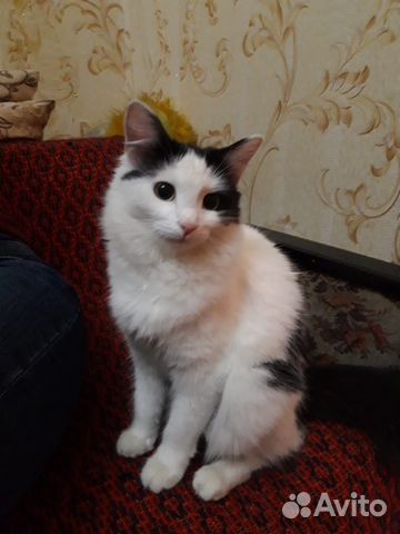 Кошечка в дом