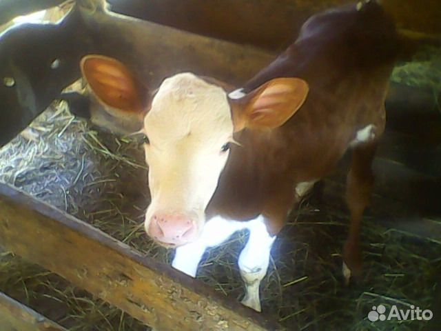 Домашние телочки