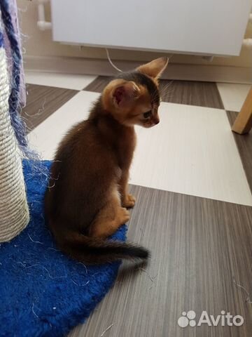 Абиссинские очаровашки