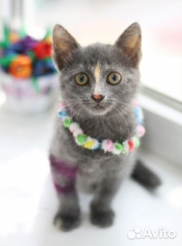 Веселая и игривая Красоточка