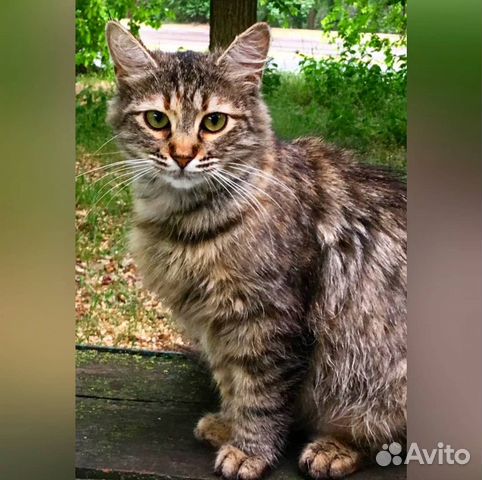 Котенок Сибирский Лесной