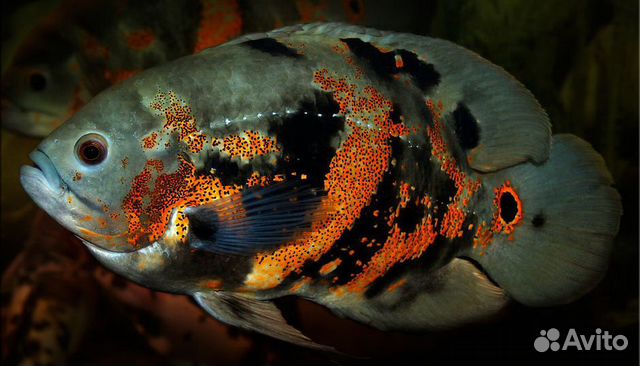 Астронотус (мальки)