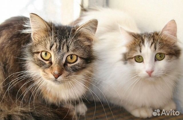 Котята, взрослые кошки и коты на передержке