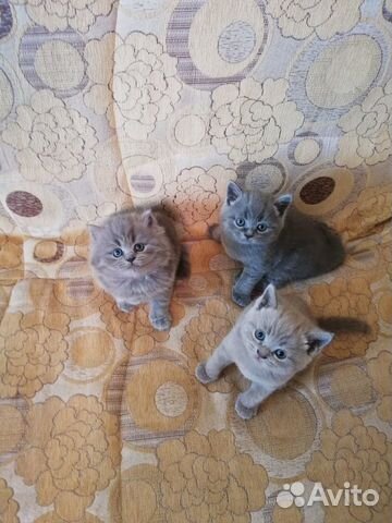 Продажа британцев