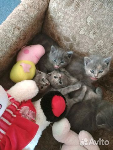 Котята