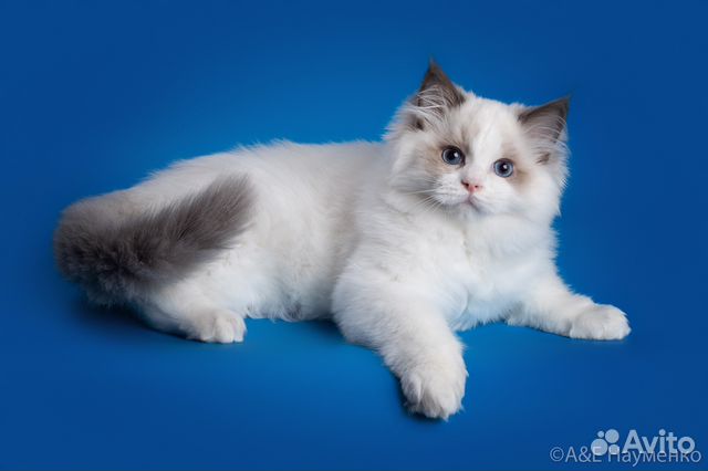 Котята рэгдолл шоу питомник