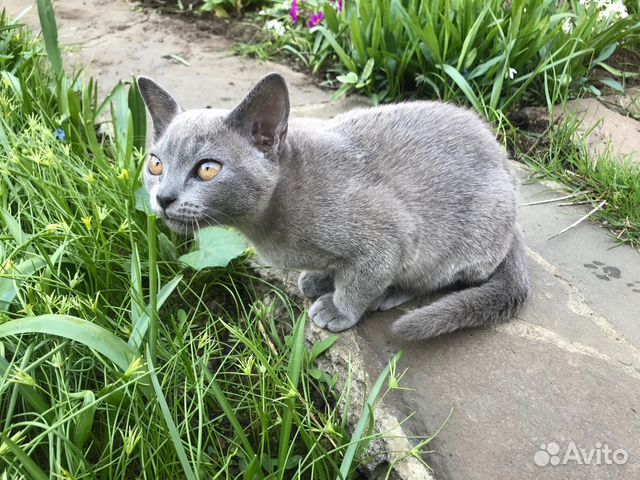 Бурманский котик готов к переезду