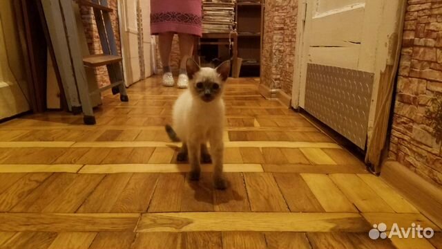 Котенок невской маскарадной