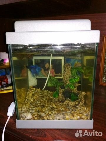 Аквариум