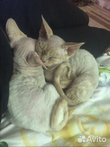 Рыжий мальчик девончик ждёт своего хозяина