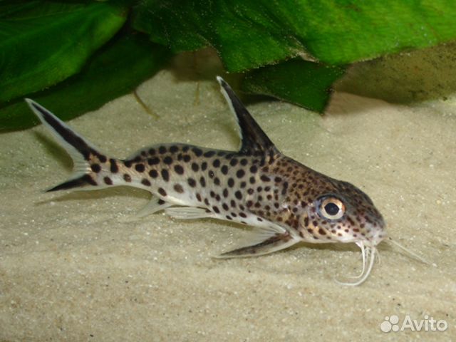 Аквариумный сомик Кукушка бесплатно