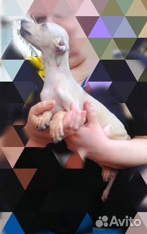 Щенок левретки