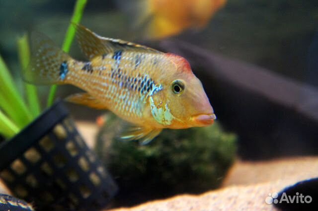 Геофагус Штайндахнера