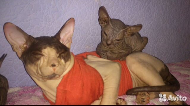 Донские лысики