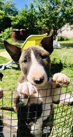 Мальчик минибуль