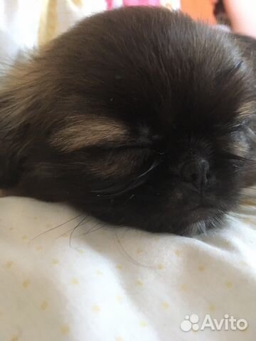 Продам в хорошие руки