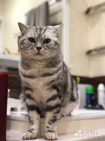 Пропала кошка