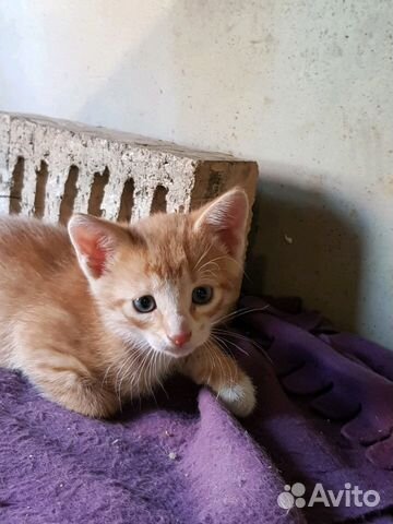 Помогите спасти котёнка