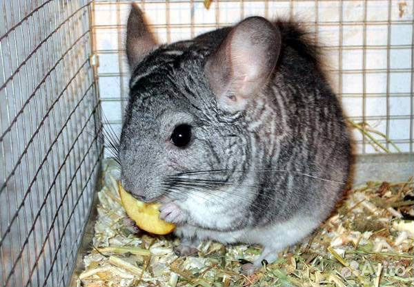 Отдам Шиншиллу