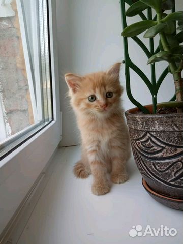 Котёнок. Девочка 1.5 месяца