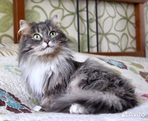 Катя - кошка-принцесса в добрые руки