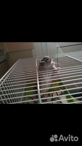 Два крысенка Дамбо (мальчики)