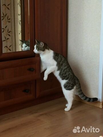 Кошка и кот в дар стерилизованая