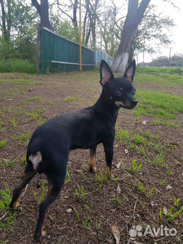 Мини той терьер